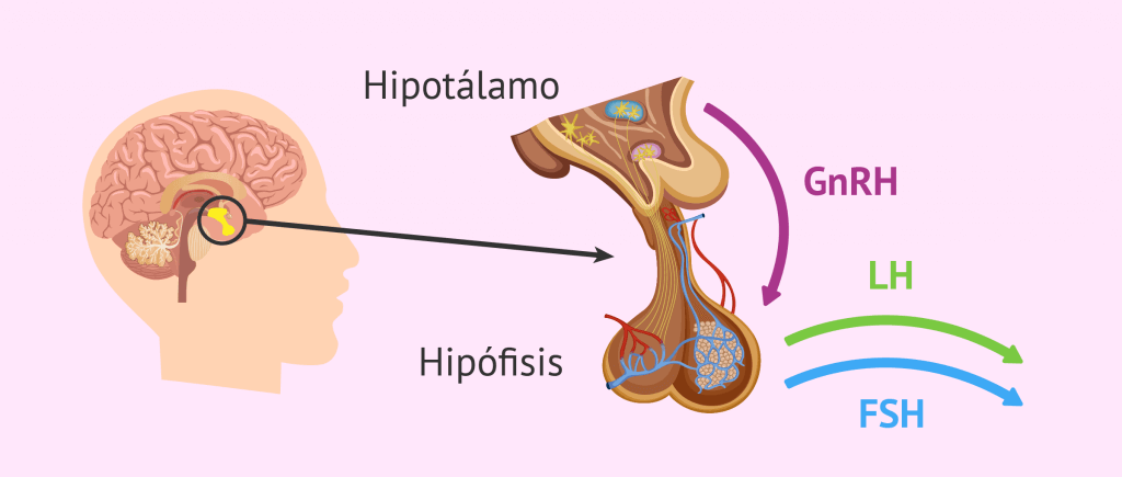 Hipófise, nossa fascinante glândula mestra - A Mente é Maravilhosa