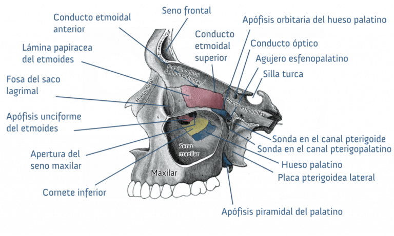 Síndrome da sela vazia: você sabe do que se trata?